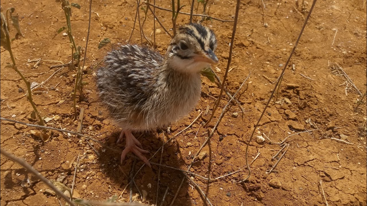 PERDIZ BRASILEIRA FILHOTE NA NATUREZA / Rhynchotus rufescens - YouTube