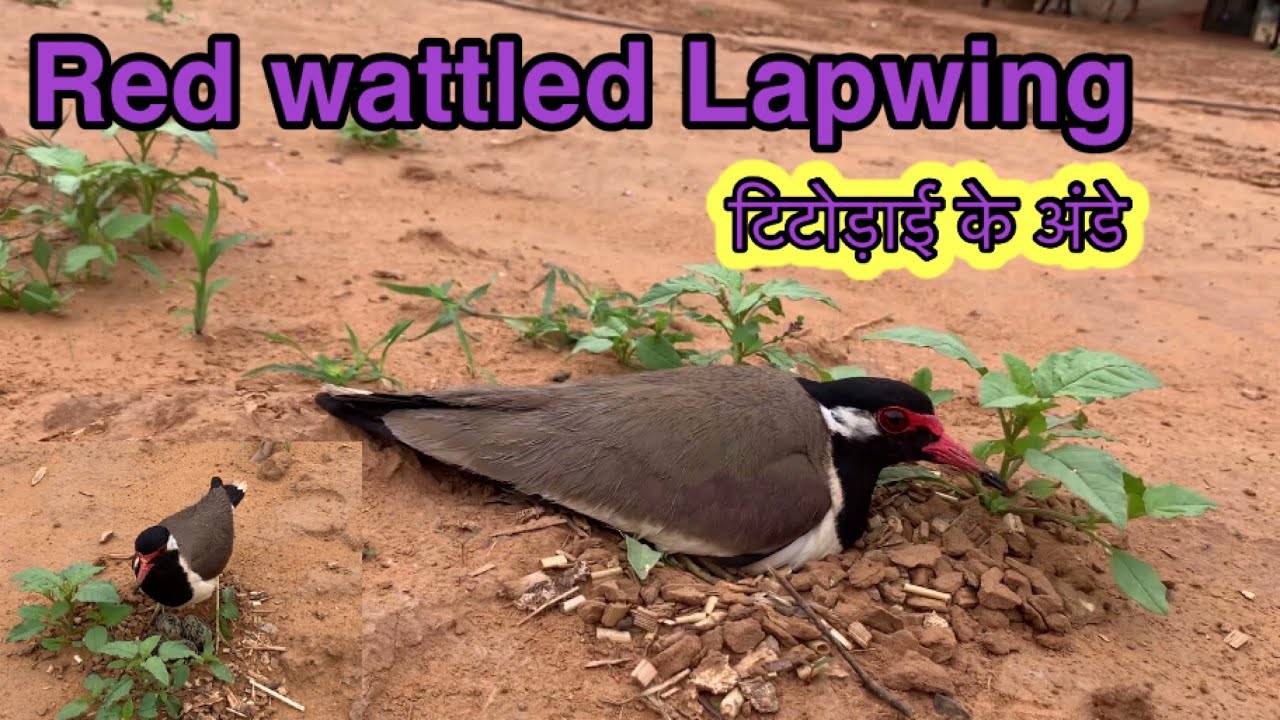 Red wattled lapwing | titori | lapwing sound | lapwing eggs | titodi ...