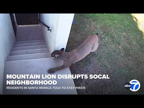 Mountain lion spotted in SoCal neighborhood leads to street closures; residents told to stay inside