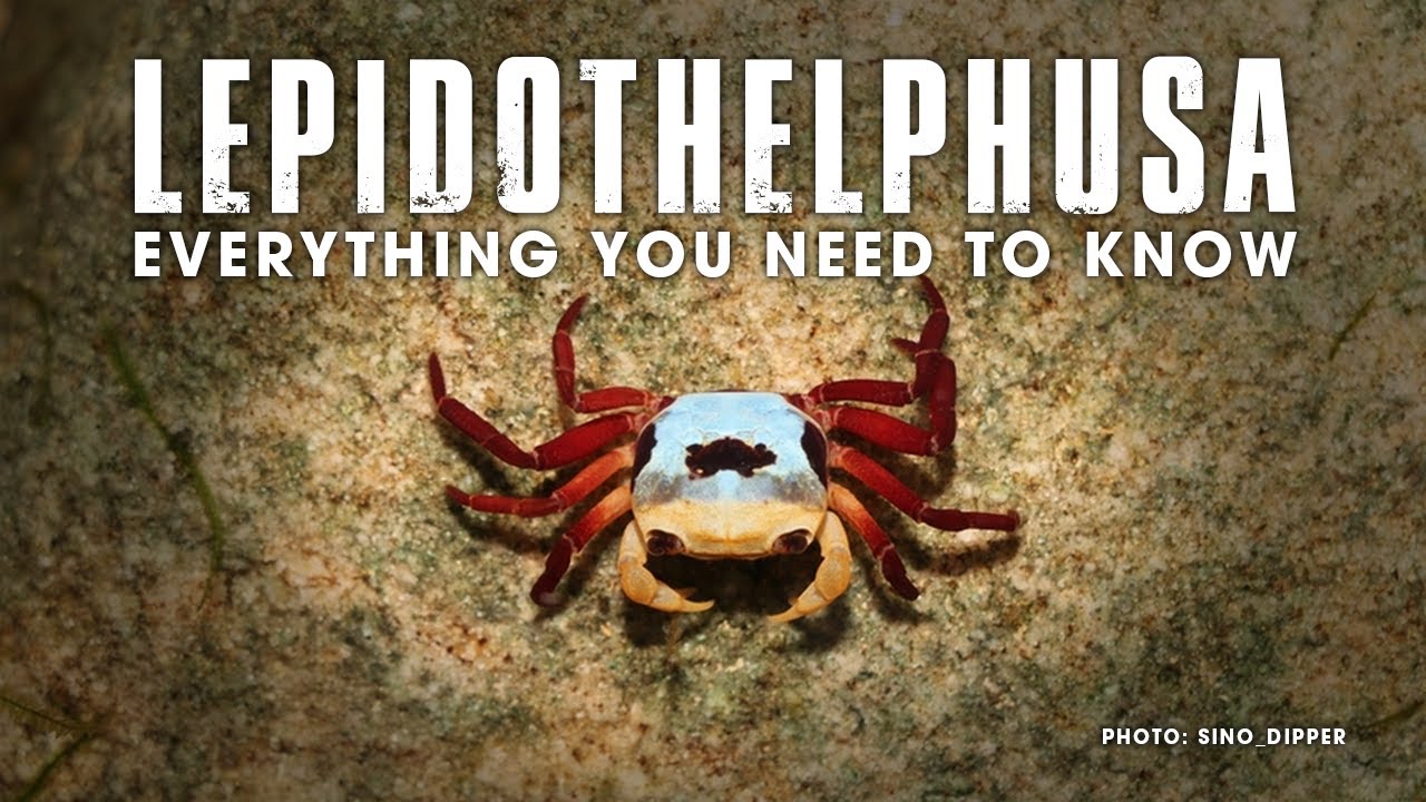🦀 LEPIDOTHELPHUSA SP CRABS FULL CARE GUIDE. (PANDA CRAB, SARAWAK LAND ...