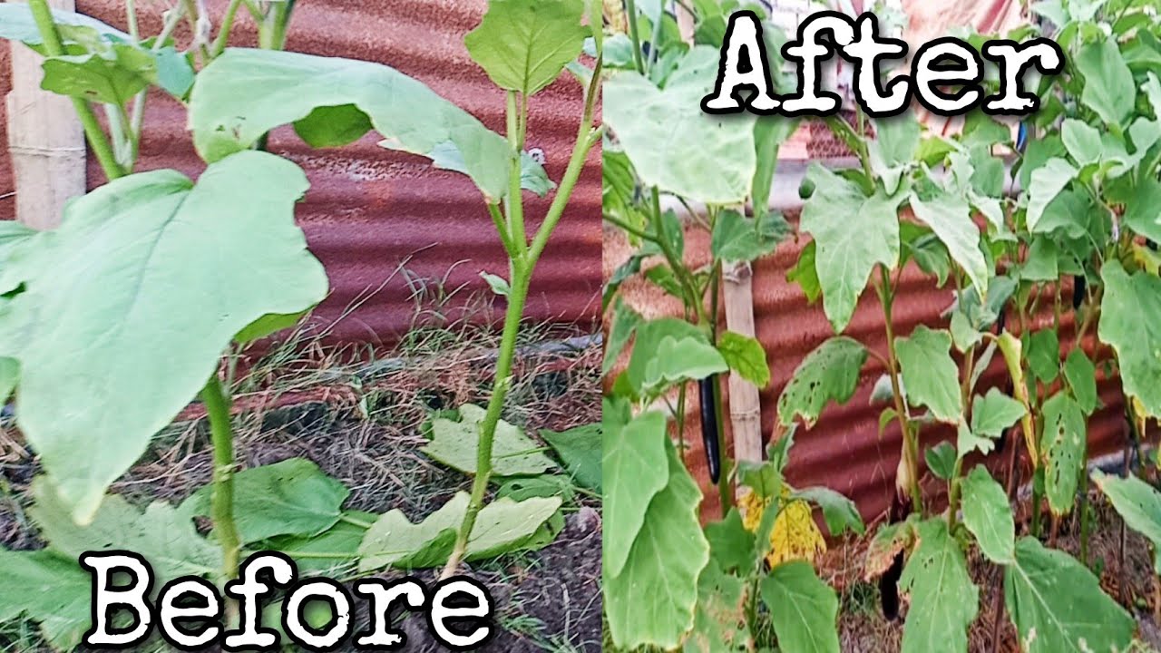 Paano mag pruning ng talong para mas lumago at dumami ang bunga - YouTube