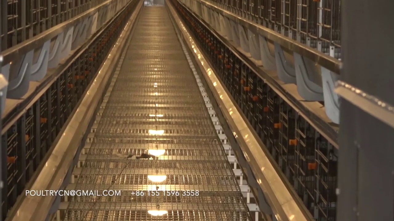 8 tier layer farm project, 100,000 layers in one house - YouTube