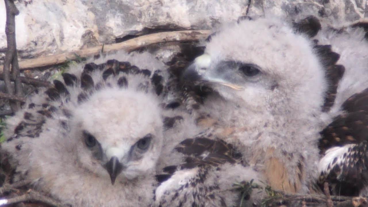 Cliff Nest Red-tailed Hawks Highlights, 5/27/2017 (HD) - YouTube