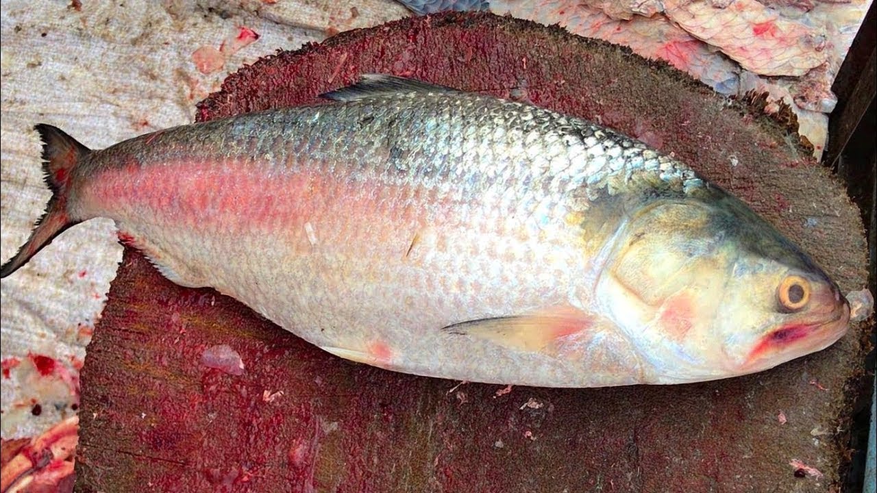 Favourite Big Hilsa (ilish) Fish Cutting || (Hilsa Fish Cutting Skills ...