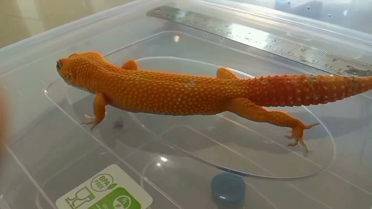 Leopard Gecko.....Super Giant - YouTube