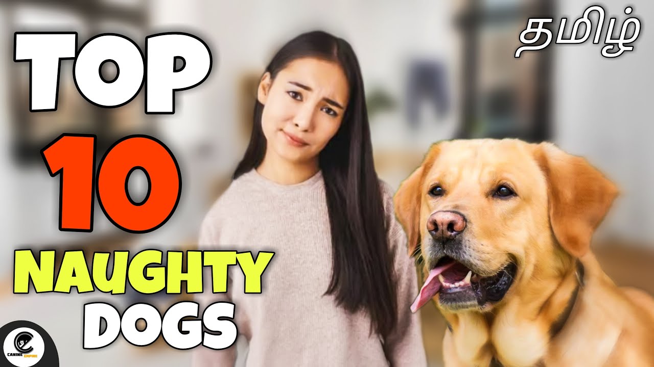 Top 10 naughty dogs | குறும்புத்தனமான நாய்கள் | funny dogs ...