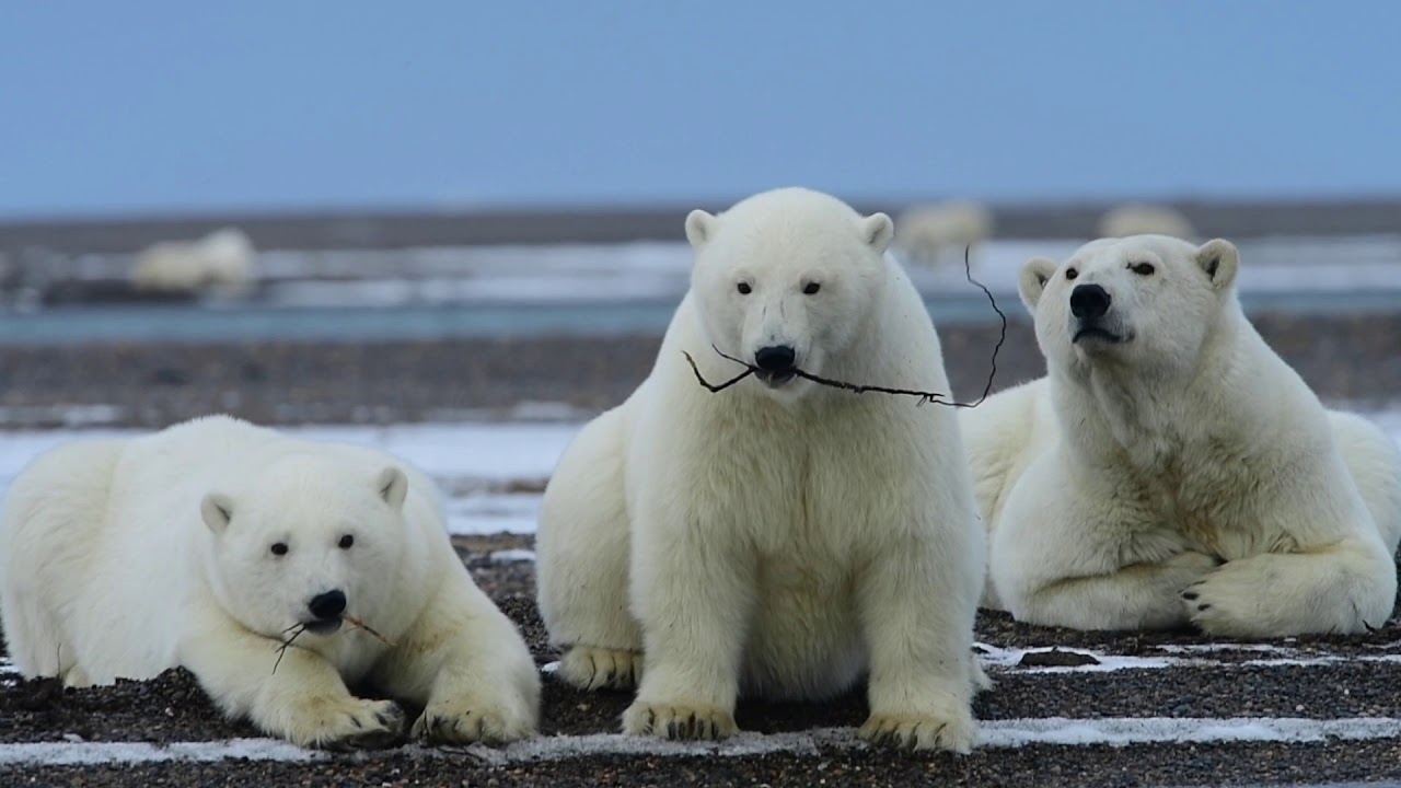 Polar Bear Stick Play - YouTube