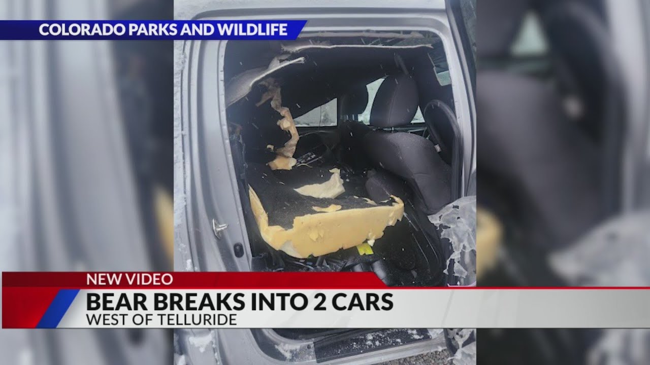 Bear breaks into 2 cars - YouTube