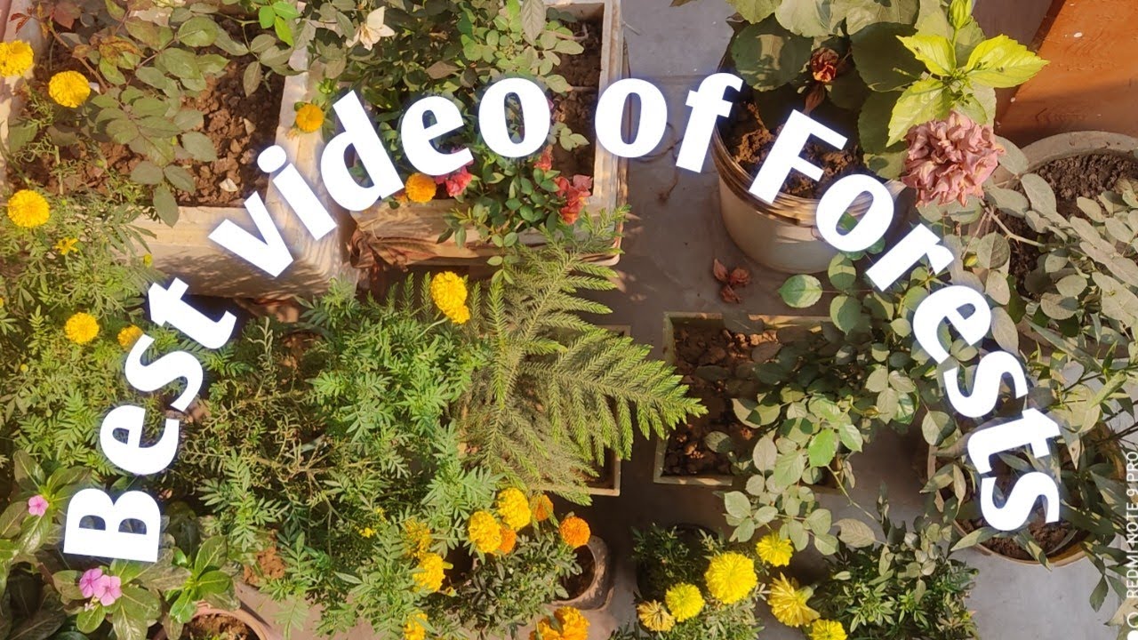 The Forest ! the forest hard Rajdari Devdari ! good place of India ...