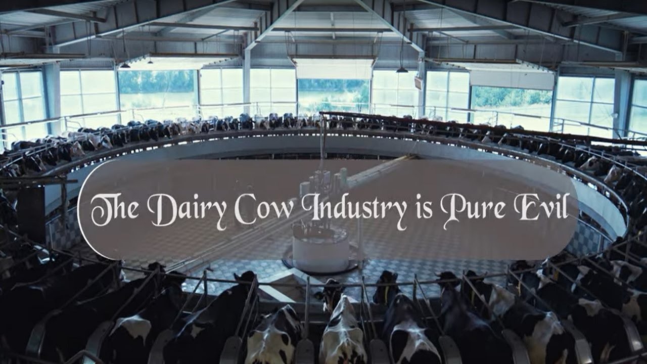 The Dairy Cow Industry is Pure Evil (Official Short Film to Save the ...