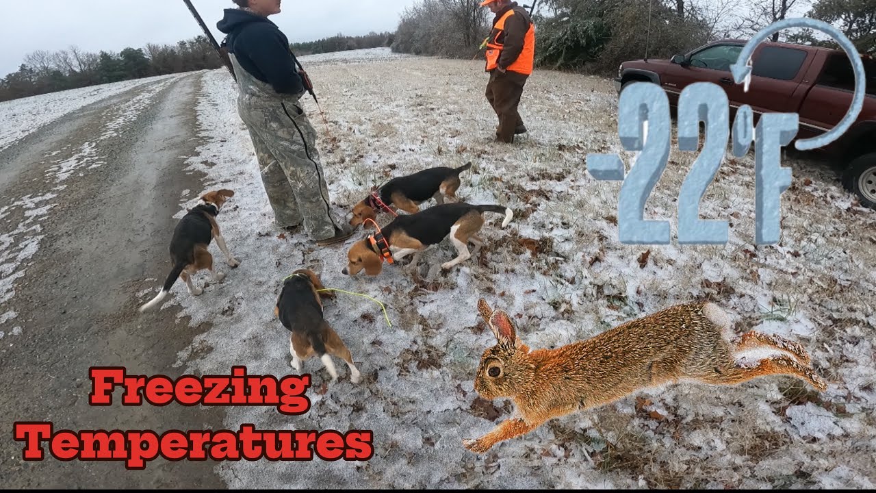 BELOW FREEZING Rabbit Hunting With Beagles!!! - YouTube