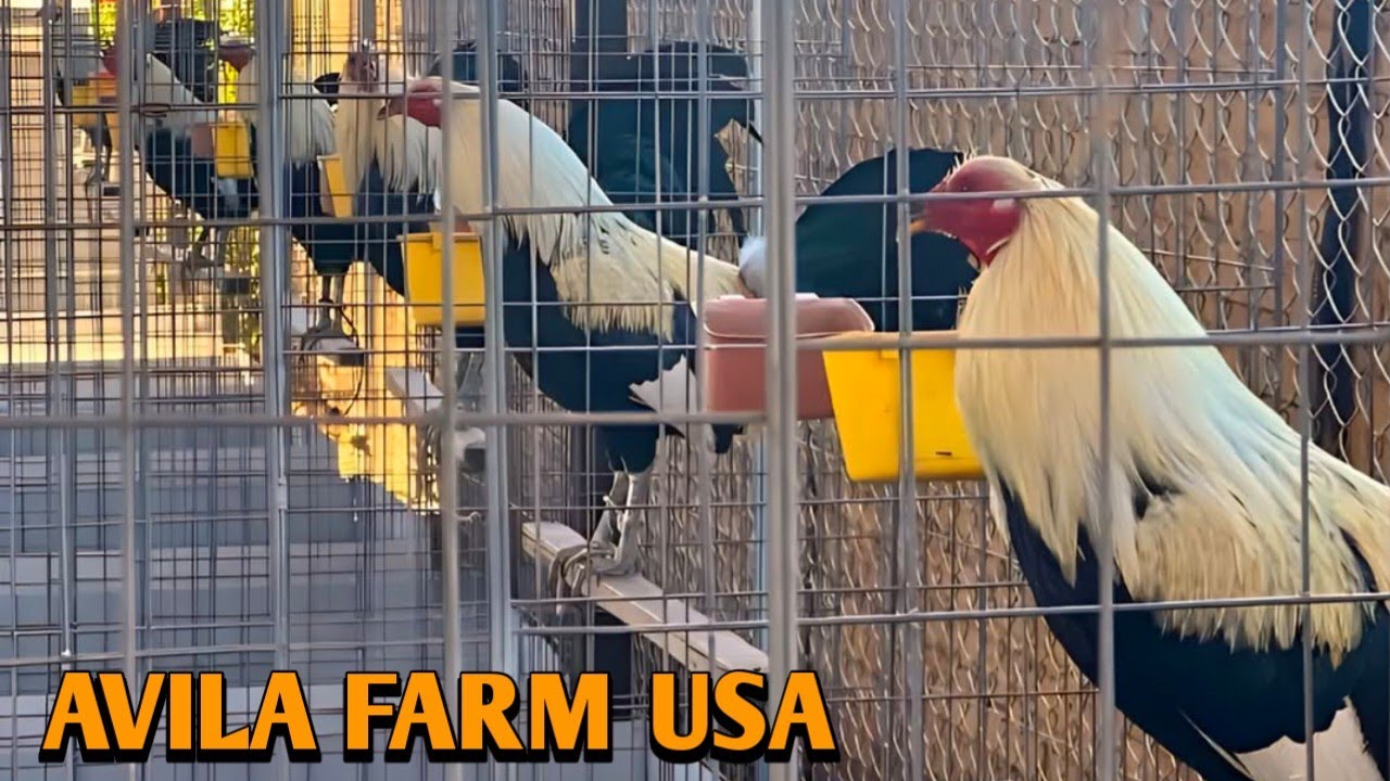 Greys Bonecrusher Kelso - AVILA FARM USA - YouTube