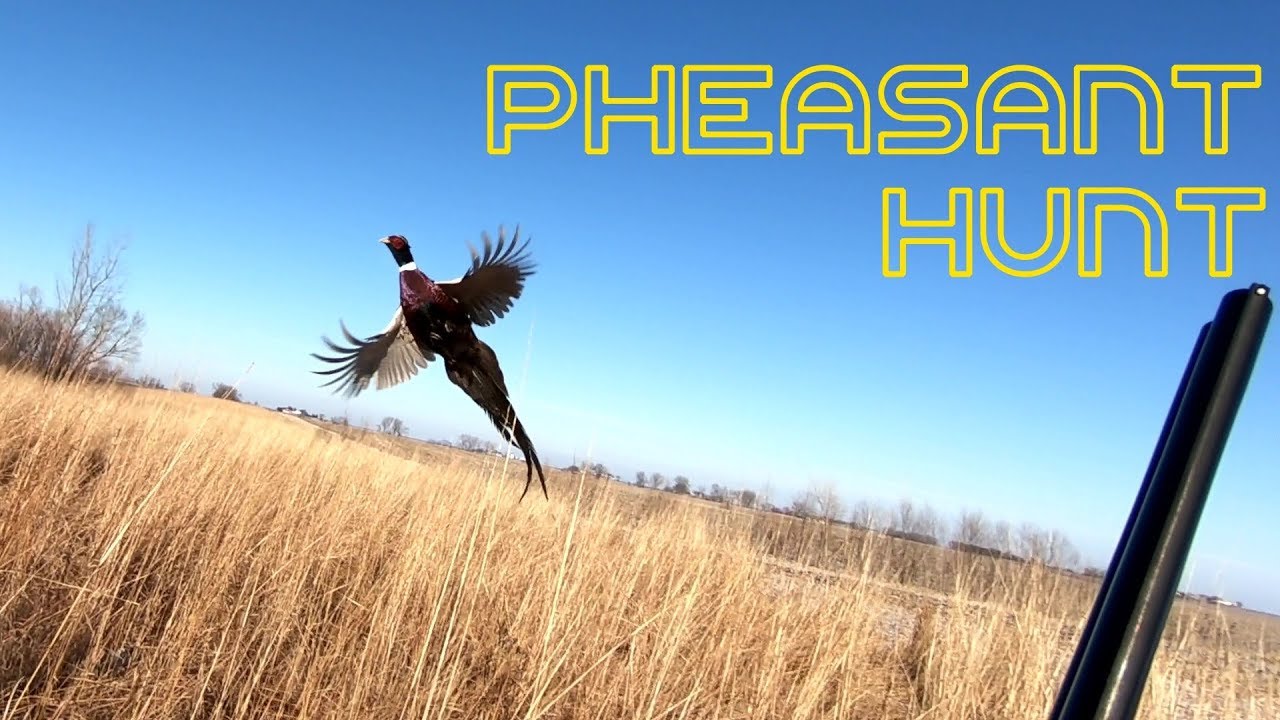 Pheasant Hunting Hunt Club - YouTube