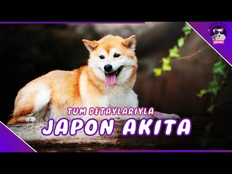 Japon Akita Yavru (JAPONLARIN SALDIRI KÖPEĞİ)