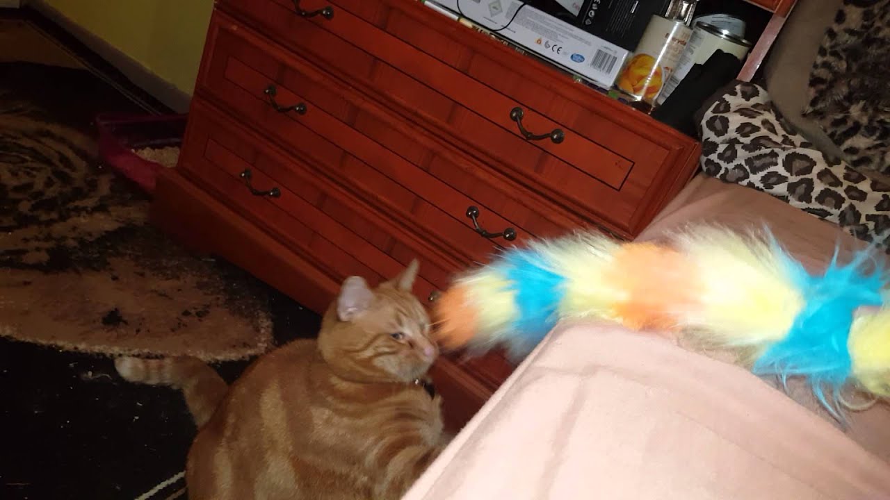 Garfield Playing - YouTube