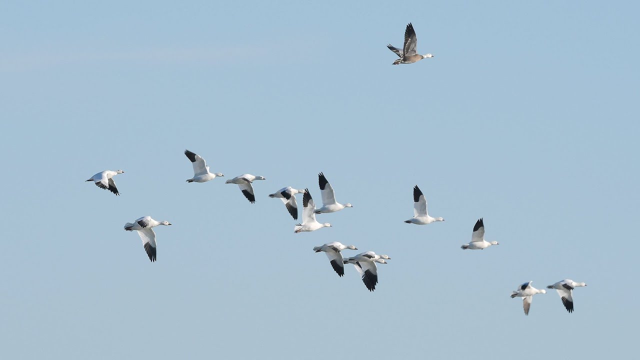 25th Anniversary of the Spring Light Goose Conservation Order - NDGF ...