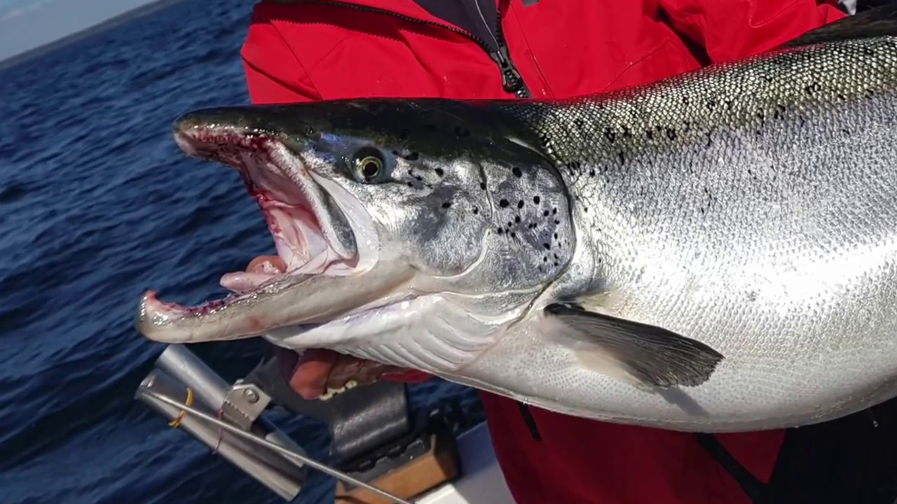 Ahvenanmaa 2017 - Lohi 23,5kg 123cm - YouTube