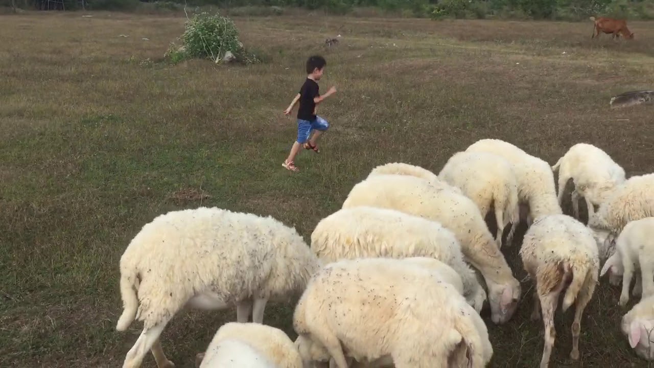 Sheep fieldtrip - YouTube