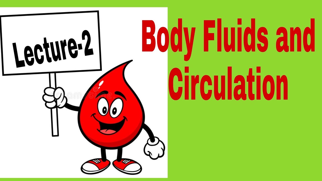 Body Fluids And Circulation Lecture-2 - YouTube
