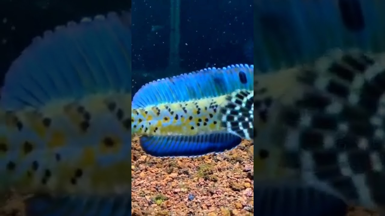 Channa Orna Yellow Lips Red Fin 17cm - YouTube
