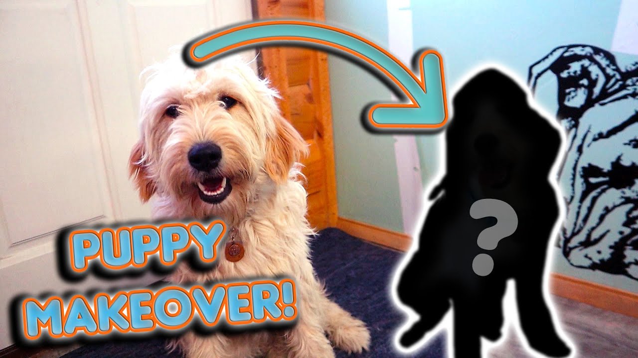 Puppy Makeover! Sandy's First Grooming Surprise Reveal! - YouTube
