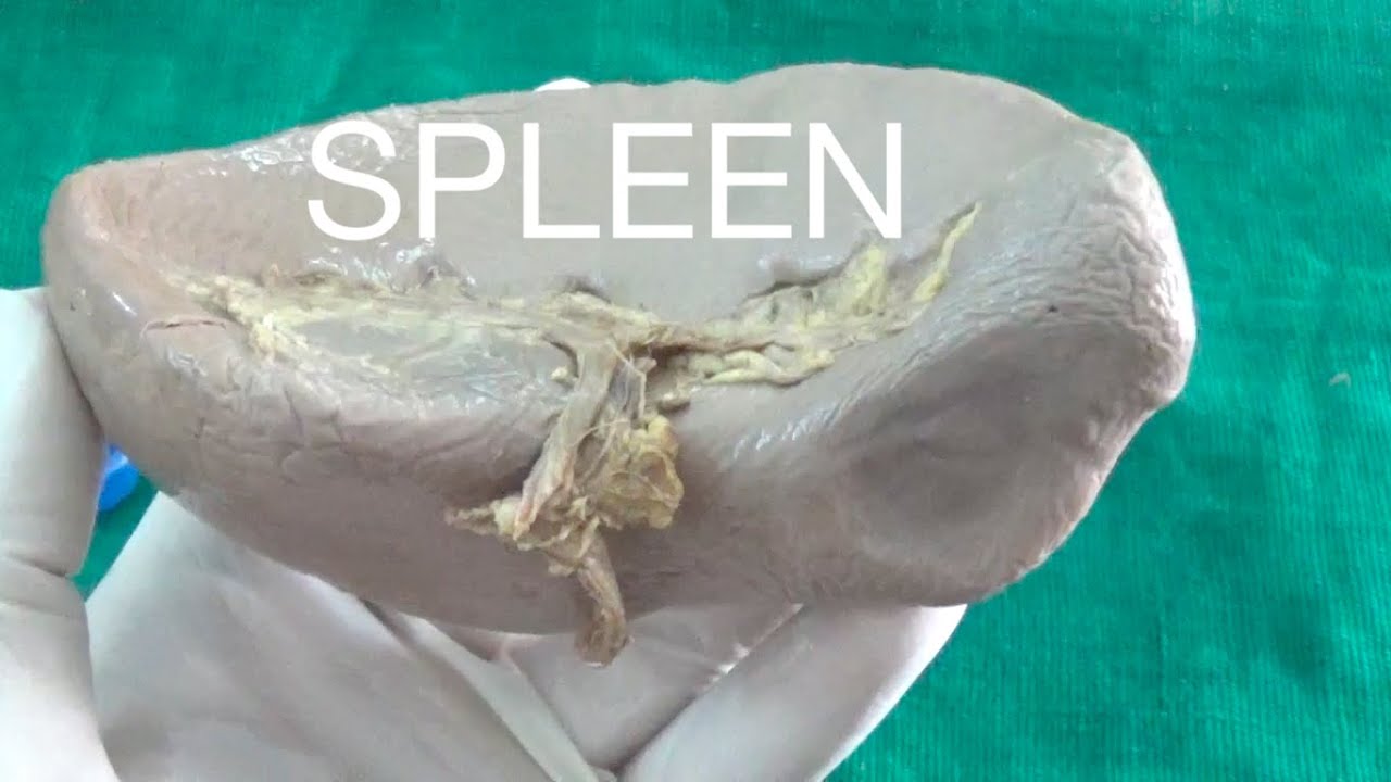 SPLEEN - Demonstration- Anatomy - YouTube