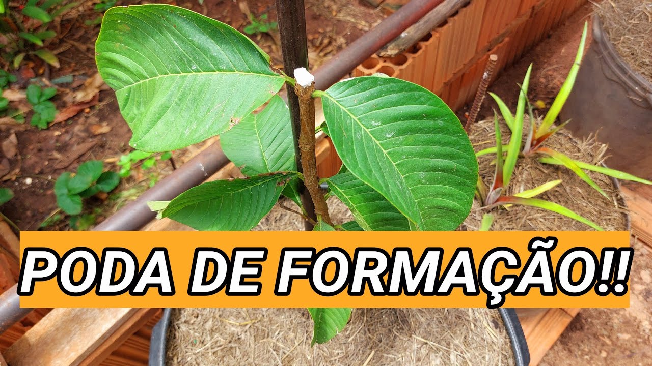 COMO FAZER A PRIMEIRA PODA DE FORMAÇÃO NO PÉ DE GOIABA CORTIBEL RG ...