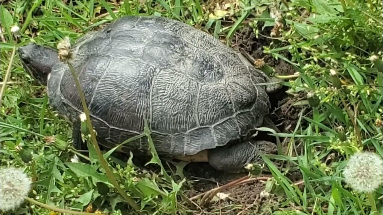 red eared slider digging to lay eggs - YouTube