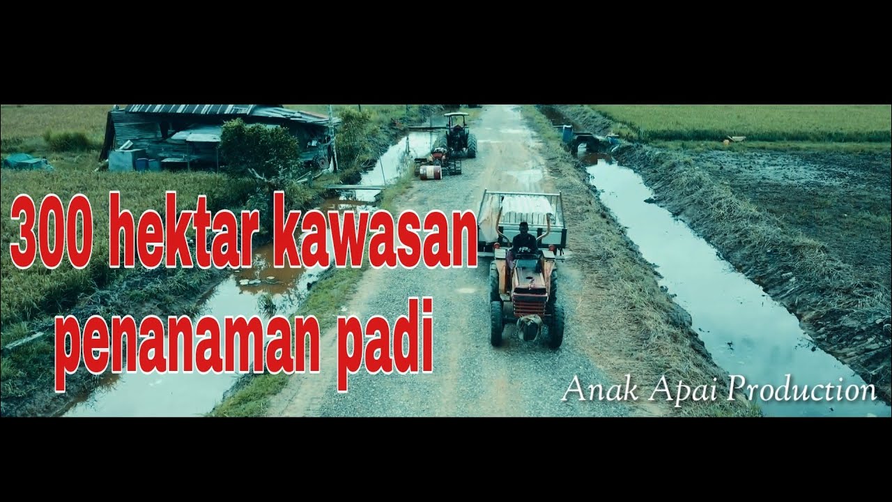 Lot Sengkuang Kampung Labi. - YouTube
