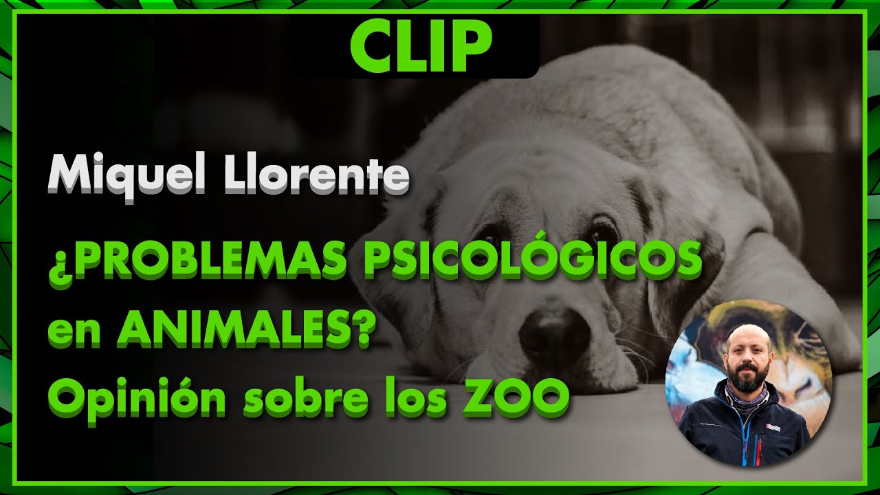 🐵 ¿PROBLEMAS PSICOLÓGICOS en ANIMALES? | Opinión sobre los ZOO - Miquel ...