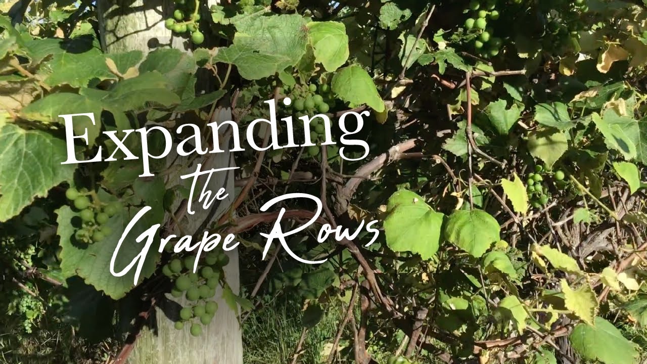 Grape Trellis | We Discovered A New Grape Vine! - YouTube