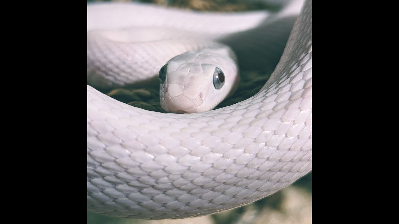 How does a snake eat its food? - YouTube