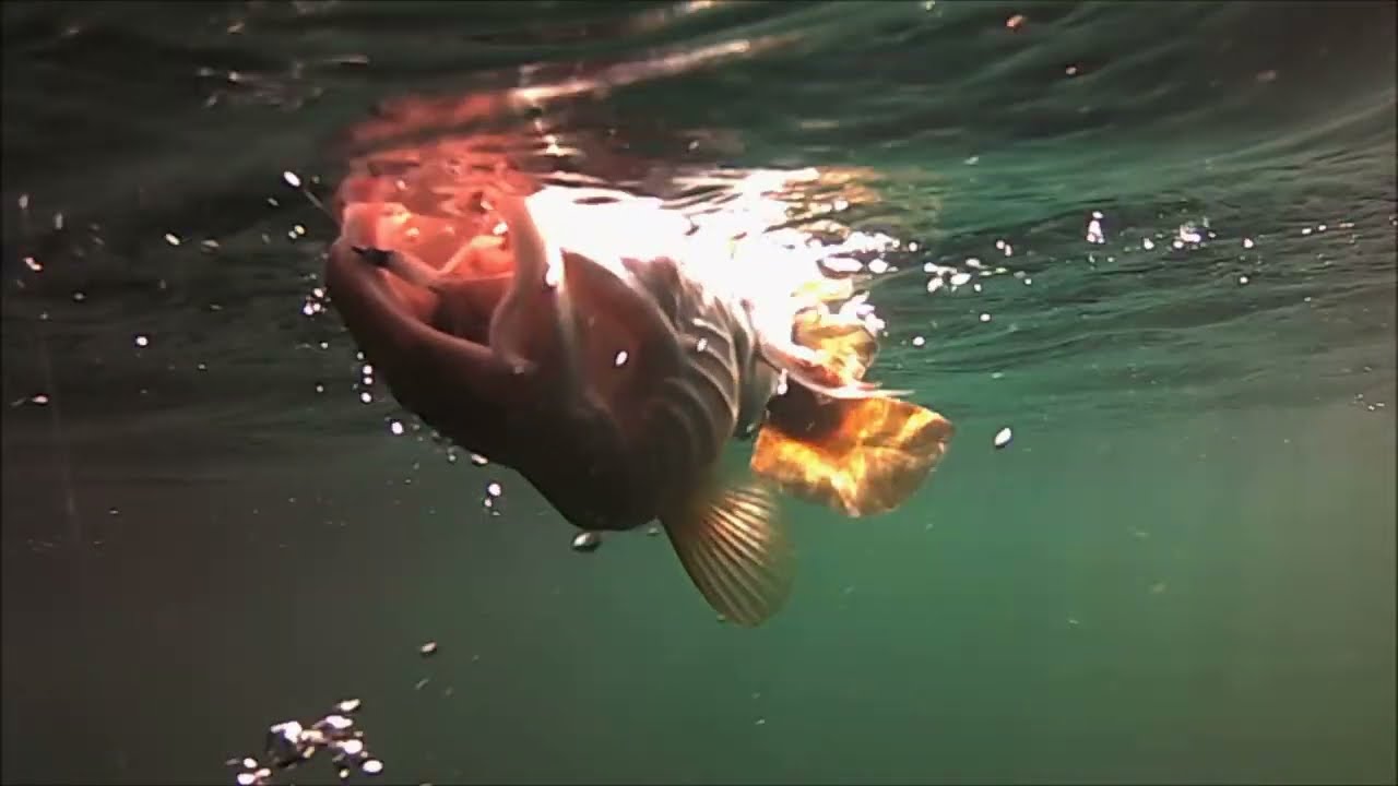 Seals appear while fishing for Cod & Pollack underwater footage with a ...