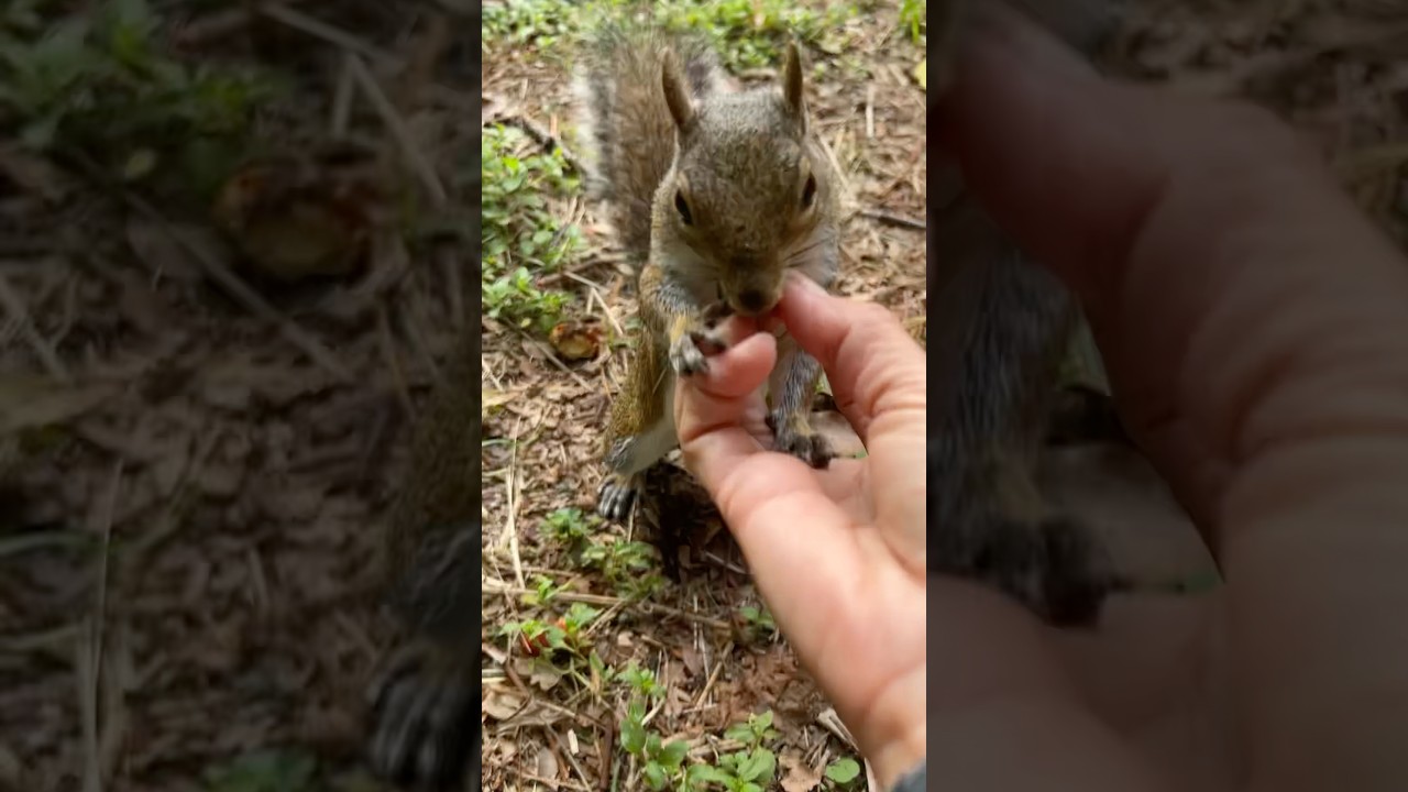 Nut & Run 😂 #squirrel - YouTube