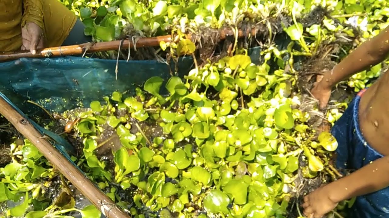 Amazing Push Net Fishing by Village boy on River | Amazing Push Net ...