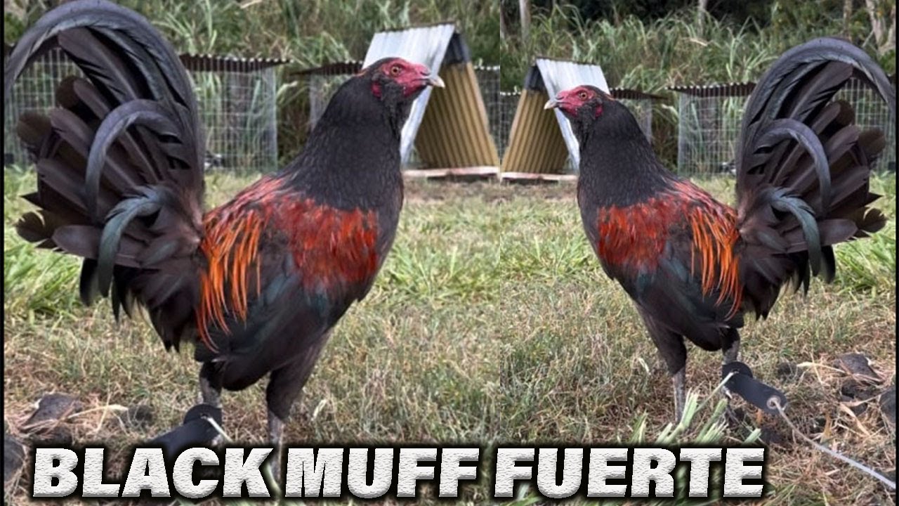 Black Muff Melsim Bulik Beautiful Birds Fuerte Farm in Hawaii Keala ...