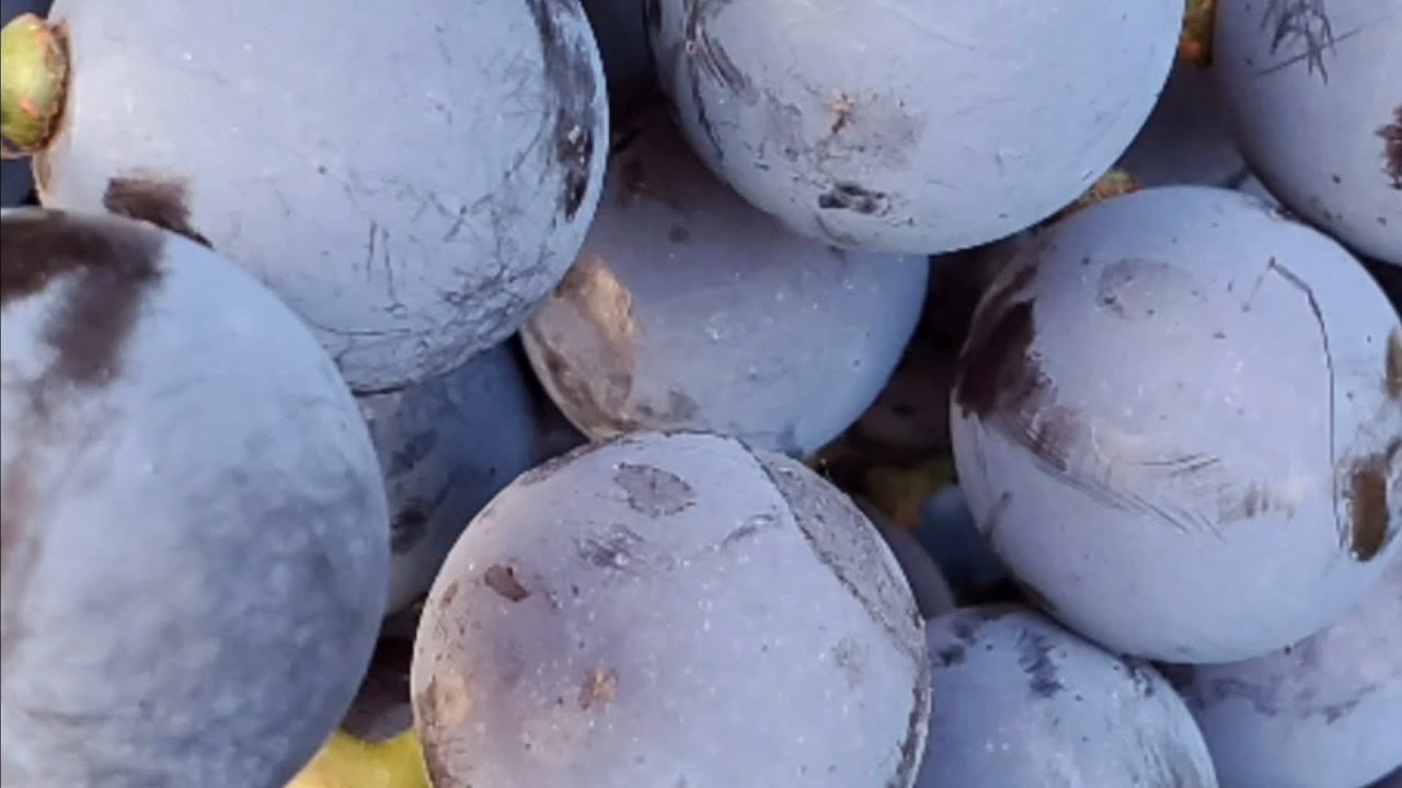 DIY Step by Step Grape Jelly Recipe - YouTube