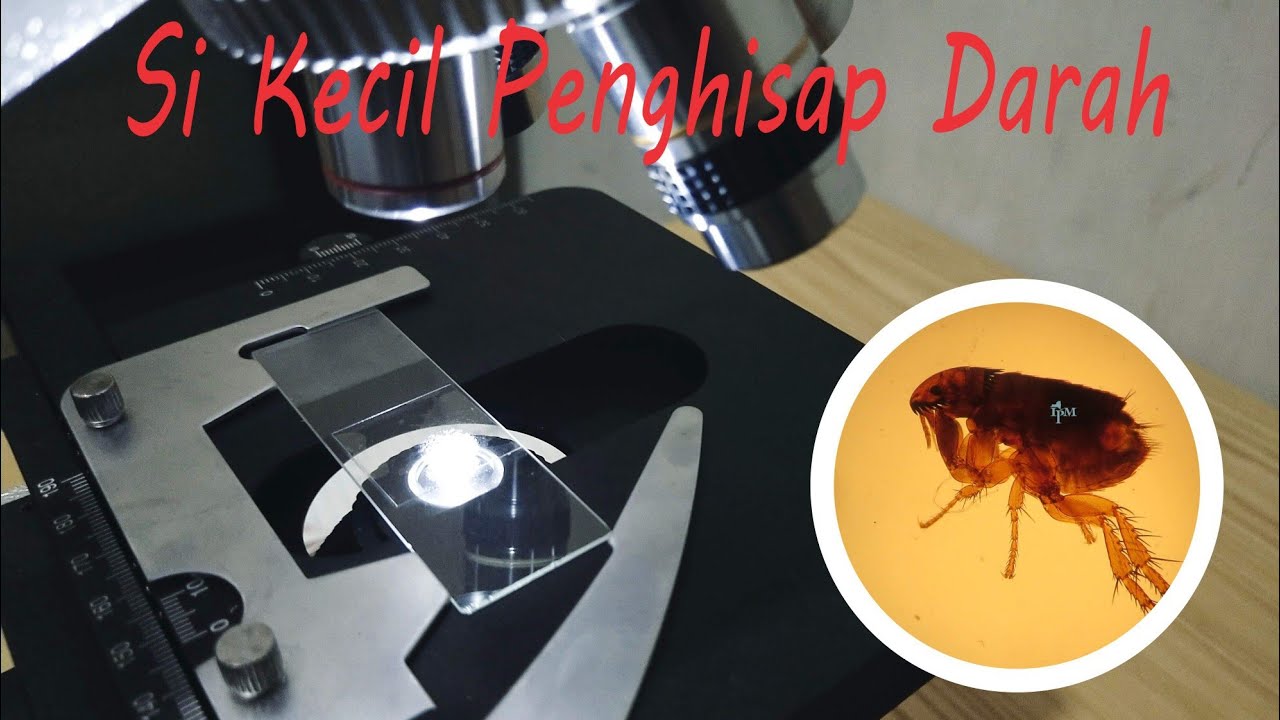 KUTU KUCING DI ZOOM X100 (MIKROSKOP) - YouTube