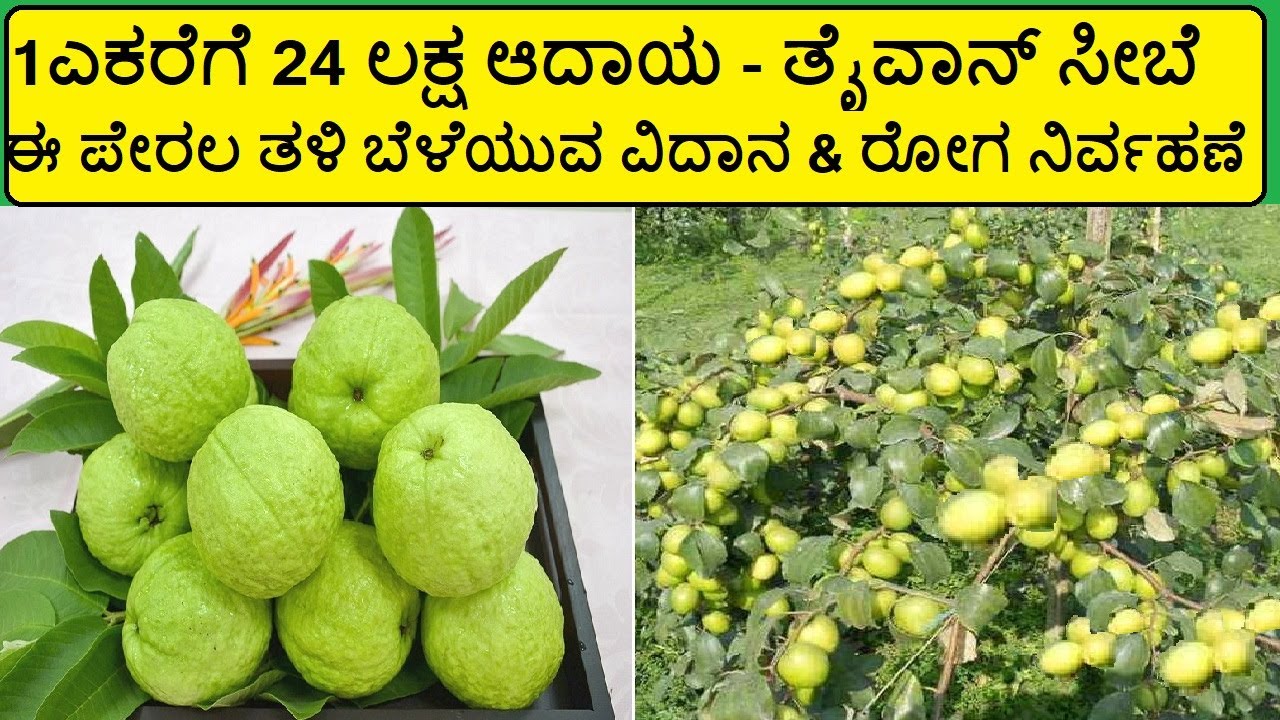 ಪೇರಲ ಹಣ್ಣಿನ ಕೃಷಿ /ತೈವಾನ್ ಪಿಂಕ್ /ತೈವಾನ್ ವೈಟ್ ಸೀಬೆ / / Taiwan pink white ...
