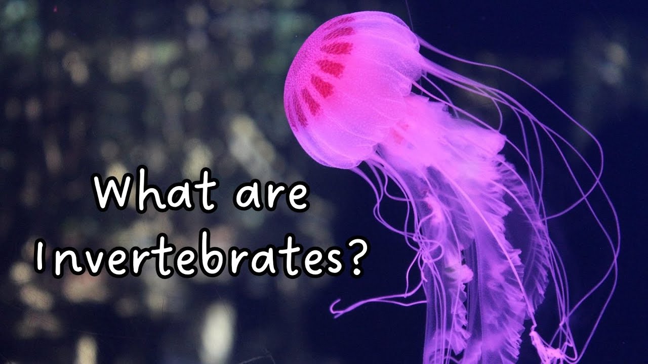 What is an invertebrate? Classification of Invertebrates | Animal ...
