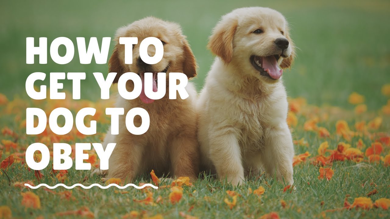 ***How to Get Your Dog to Obey*** - YouTube
