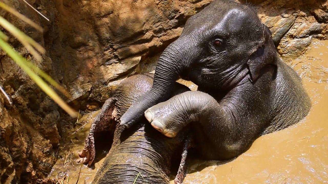 Heartwarming ! Desperate Elephant mother and baby found a helping hand ...