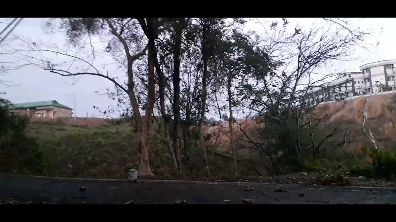 Ode to the West Wind #Shelley "the leaves dead Are driven, like ghosts from an enchanter fleeing ...