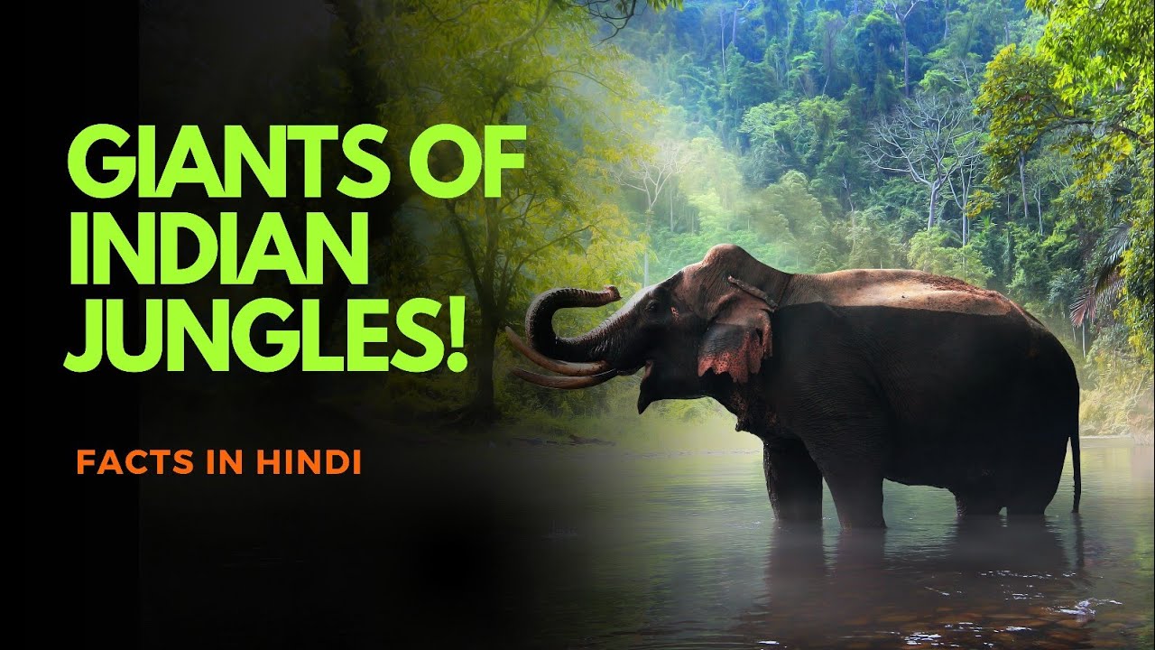 Facts about elephant in hindi | हाथी के बारे में तथ्य हिंदी में। - YouTube