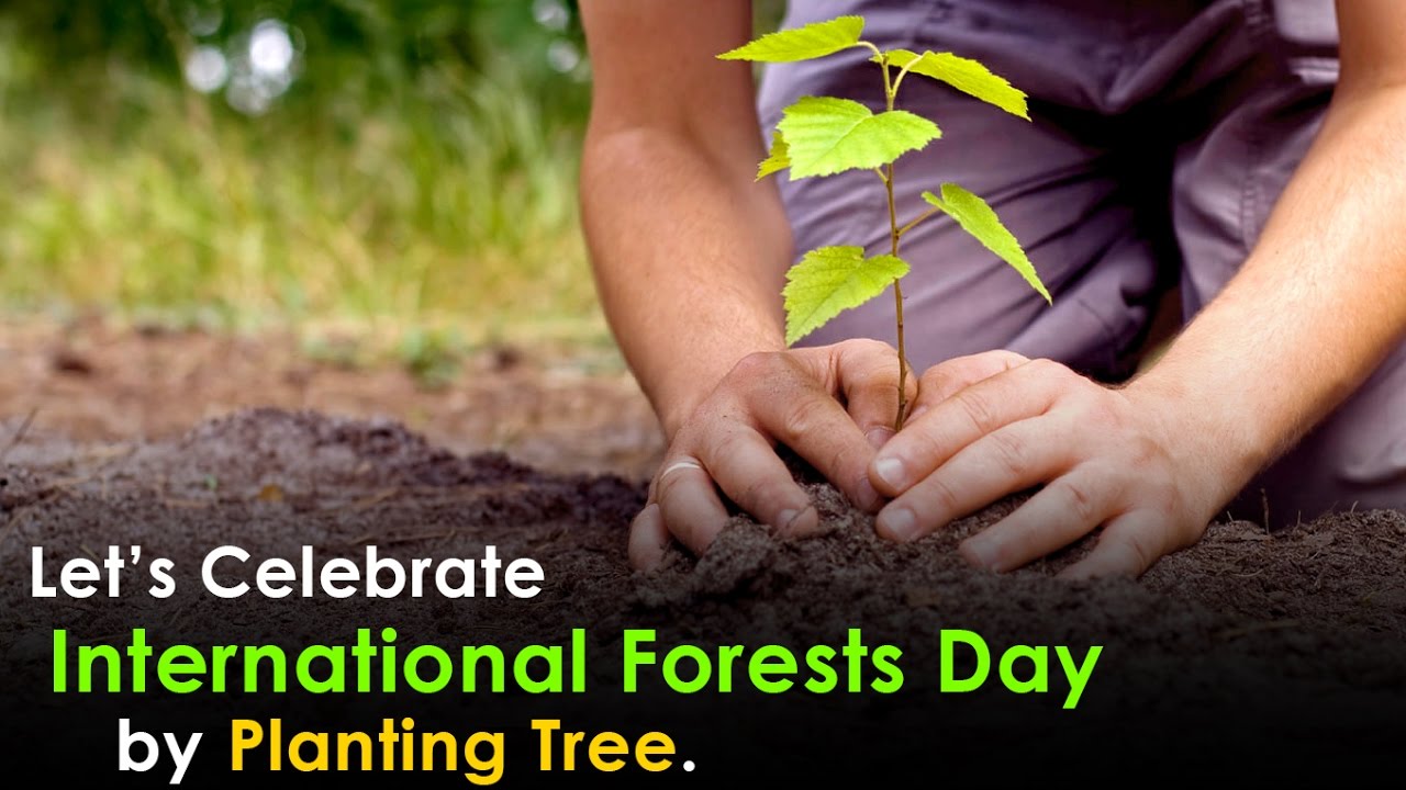 Let's Celebrate International Forests Day 21st March. - YouTube