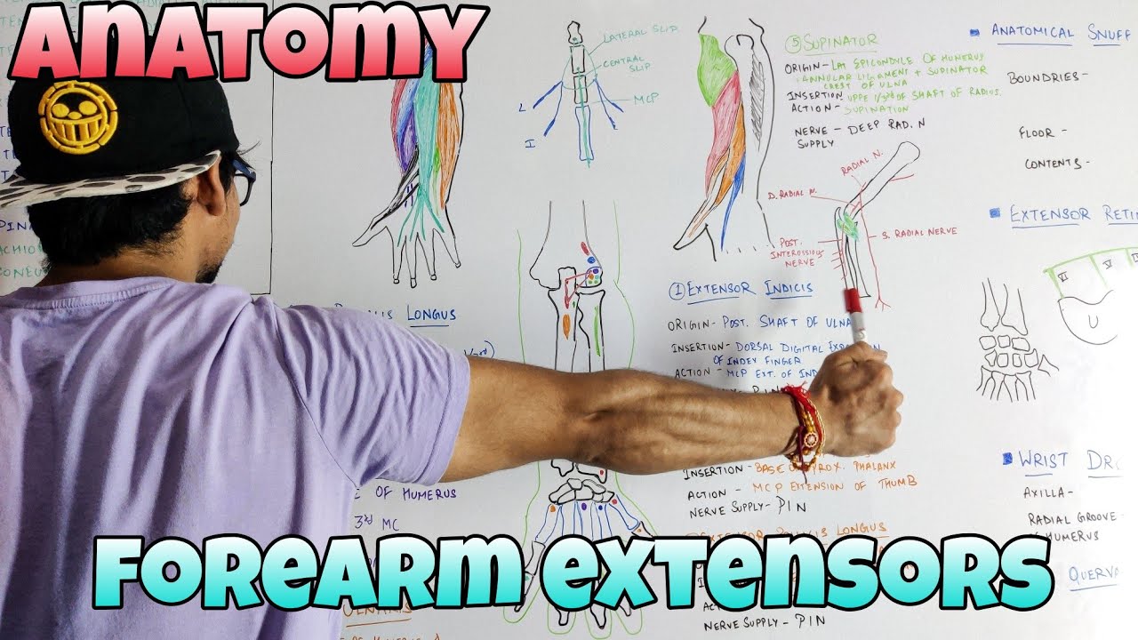 Forearm Extensors | ANATOMY - YouTube