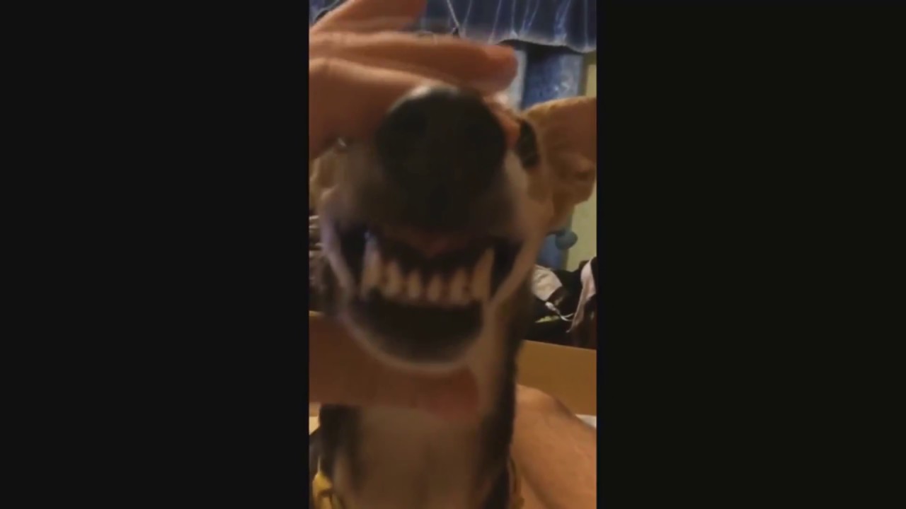 La la la song funny dog Original - YouTube