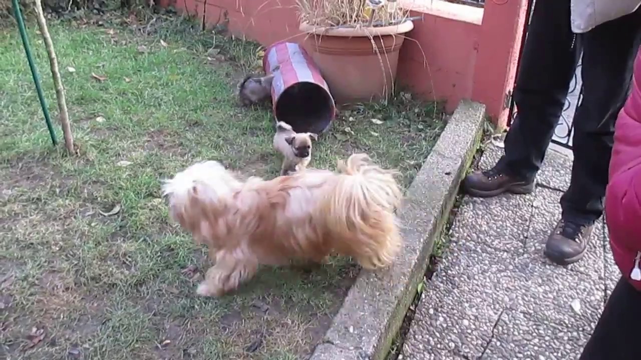 Joey (Romeo) zu Gast bei den Welpen - YouTube
