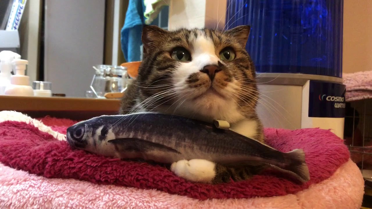 My dinner - YouTube