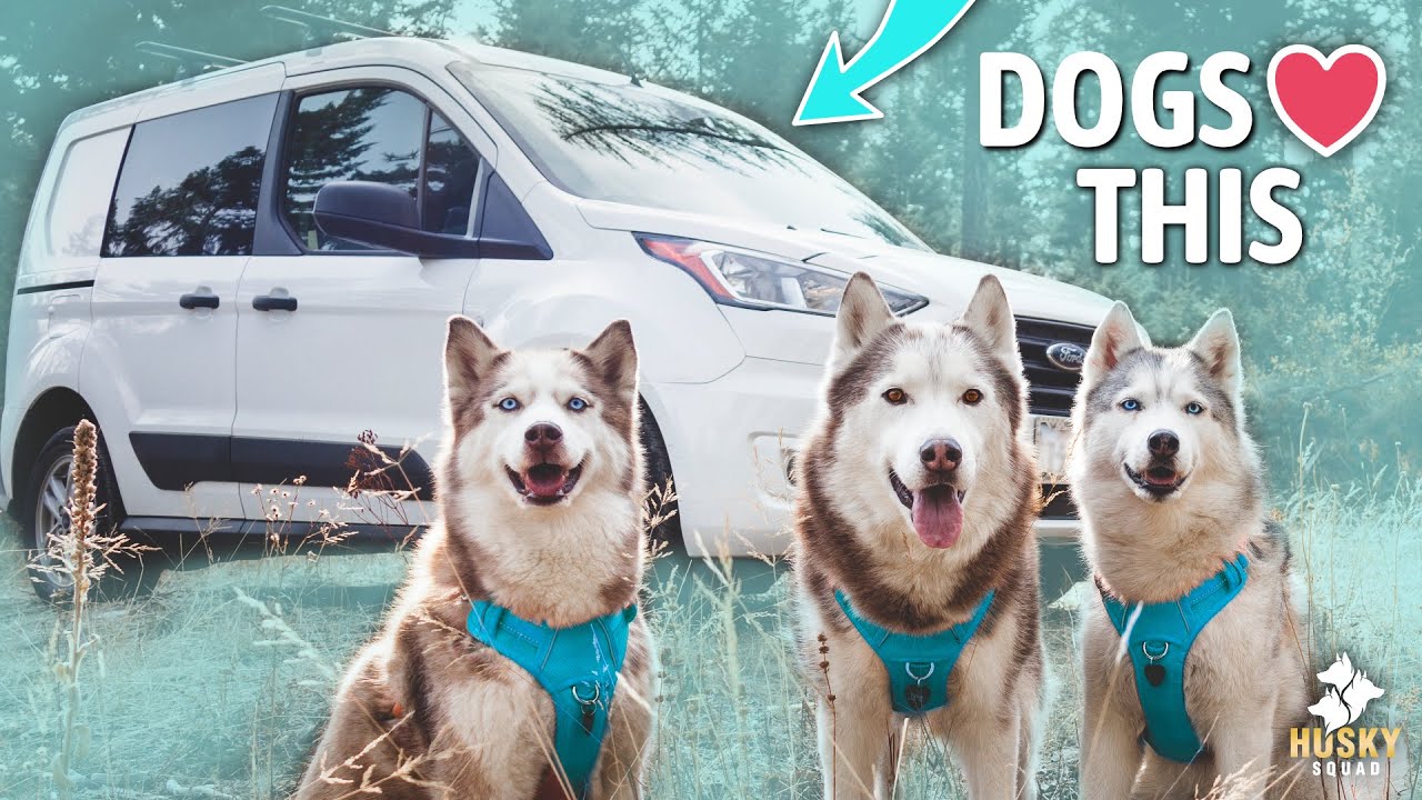 Ultimate Car for BIG DOGS: 🐾 Spacious, Easy to Clean, and Comfortable 🐾 ...